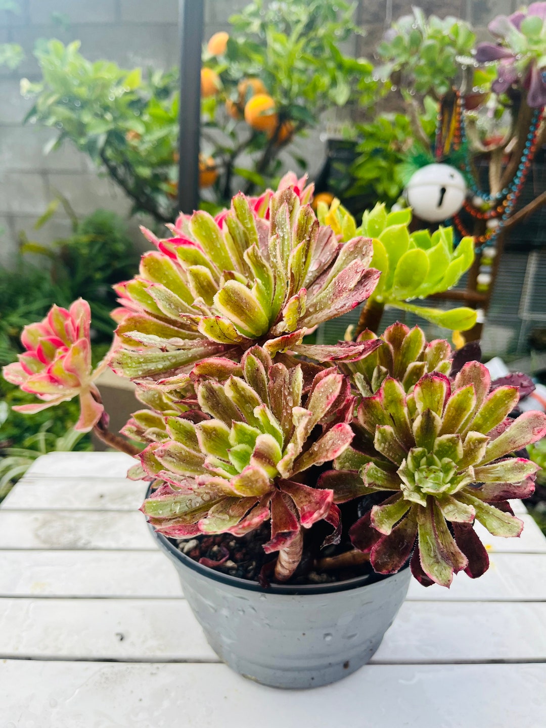 Rare Aeonium Comb Live Rooted/pink Witch / Arboreum Ink Painting ...