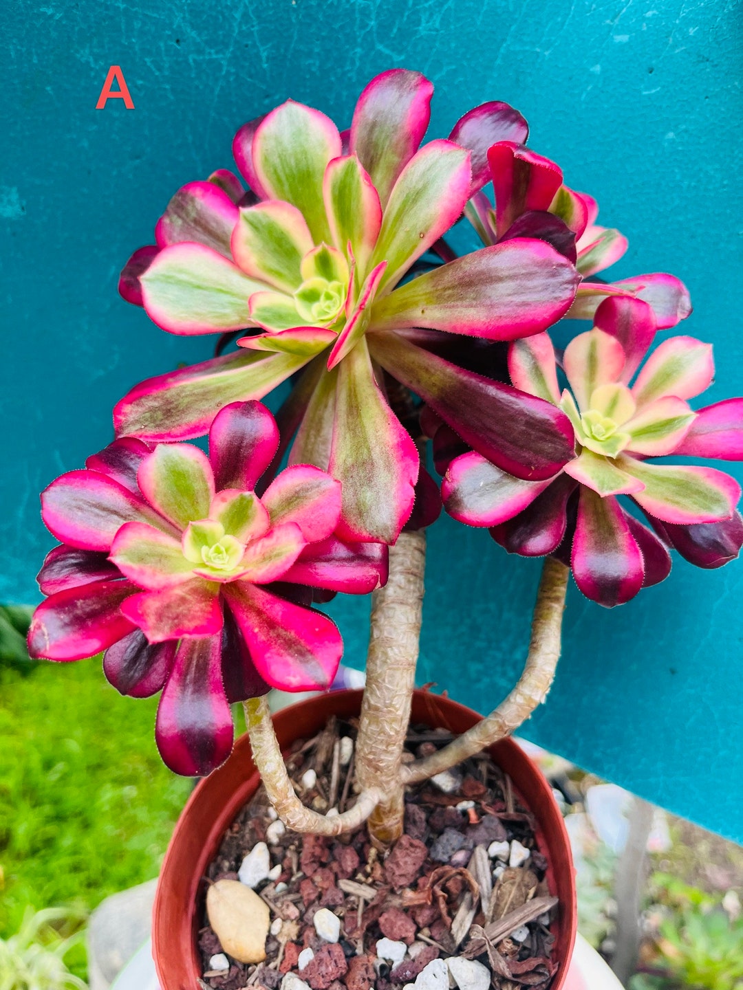 Aeonium Medusa aeonium Arboreum'velour Variegated Rare Aeonium, Old ...