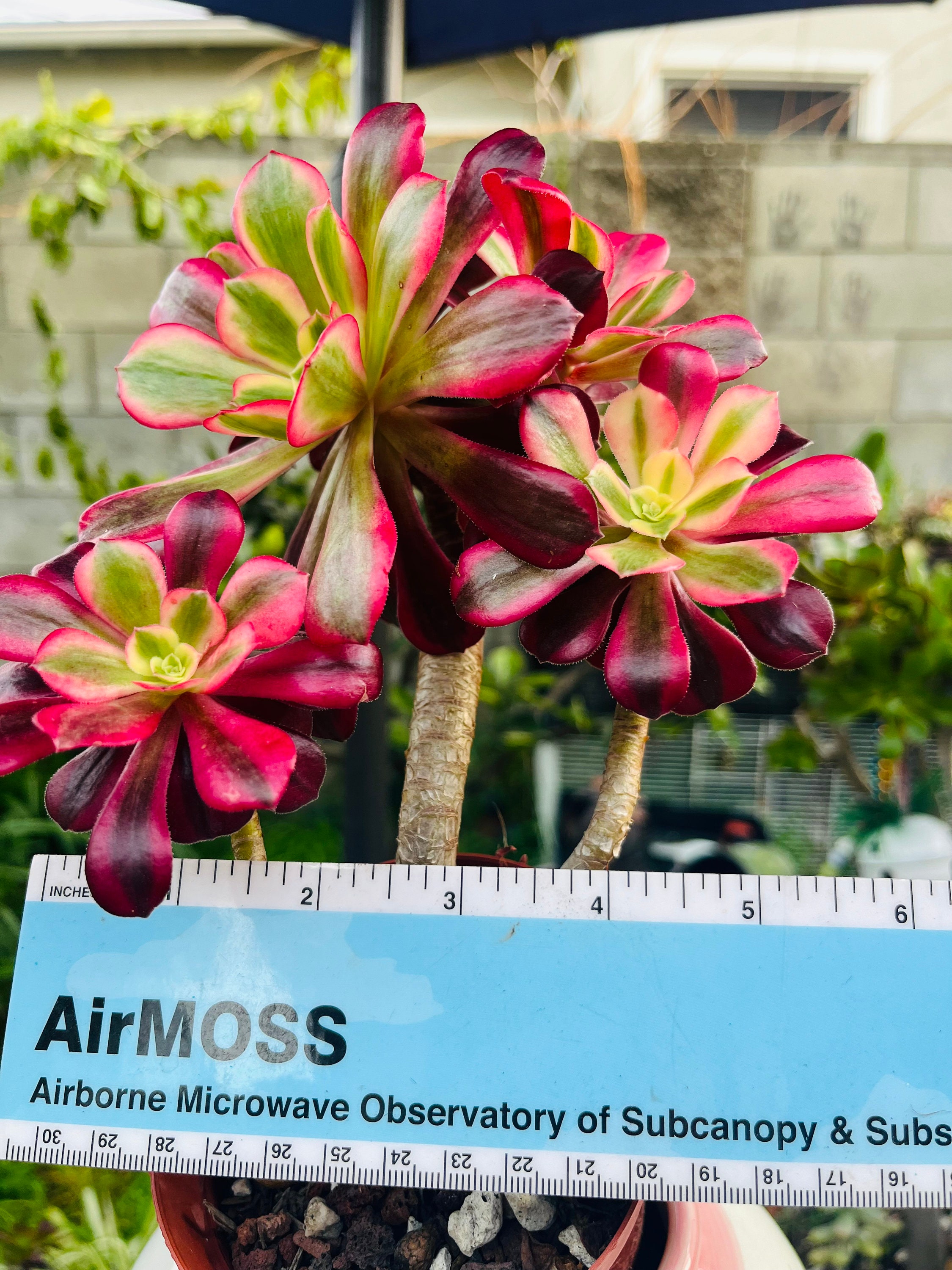 Aeonium Medusa aeonium Arboreum'velour Variegated Rare Aeonium, Old ...