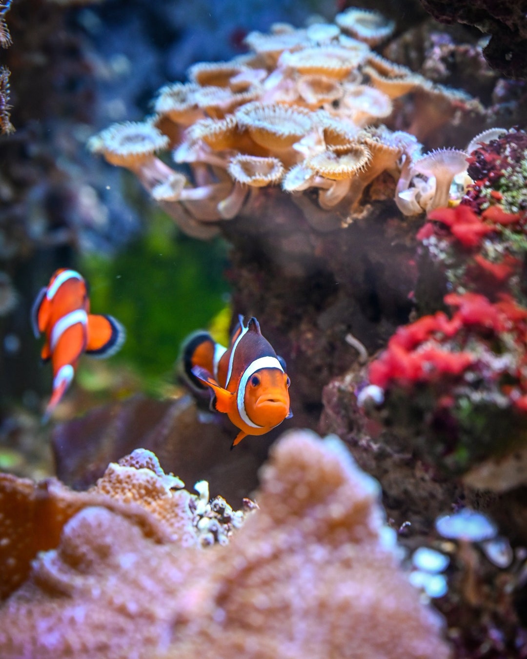 Coral Reef Sea Life, Nemo Photos, PLR Digital Templates, PLR Digital ...