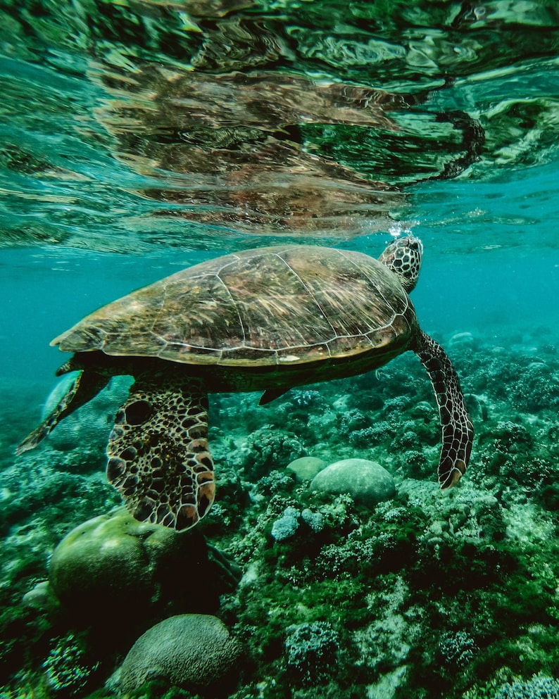 Sea Turtle Coral Reef Watercolor Print, Canva Photo Templates (digital ...