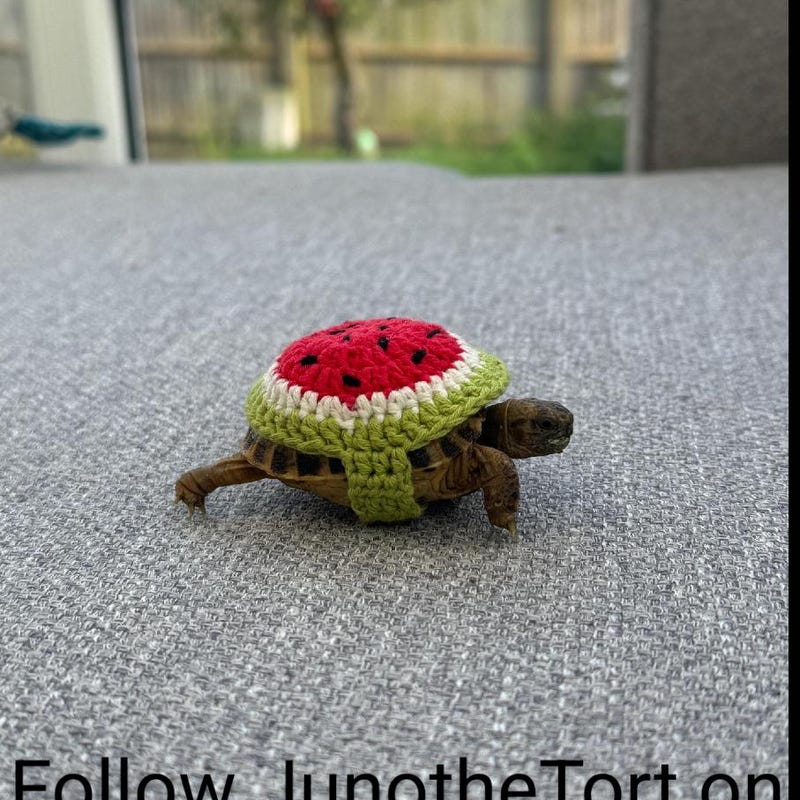 Tortoise Cozy - Etsy