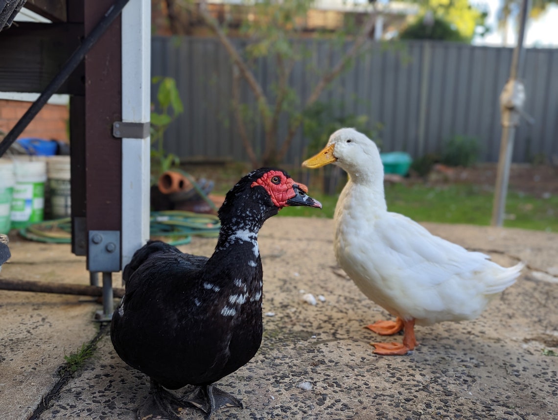 Holographic Glitter Duck Sticker 'pathetic' - Etsy