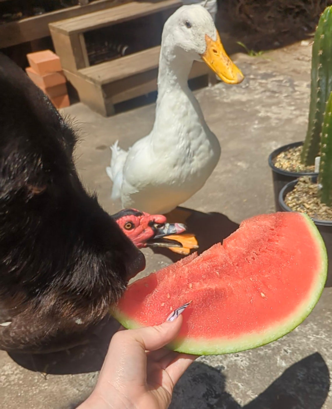 Holographic Glitter Duck Sticker 'pathetic' - Etsy