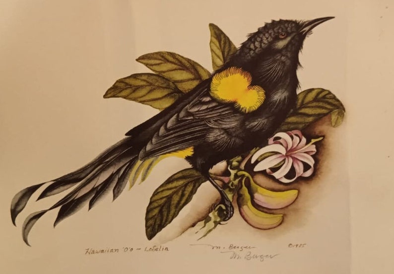 Rare Vintage Hawaiian O'o Bird Print - Etsy