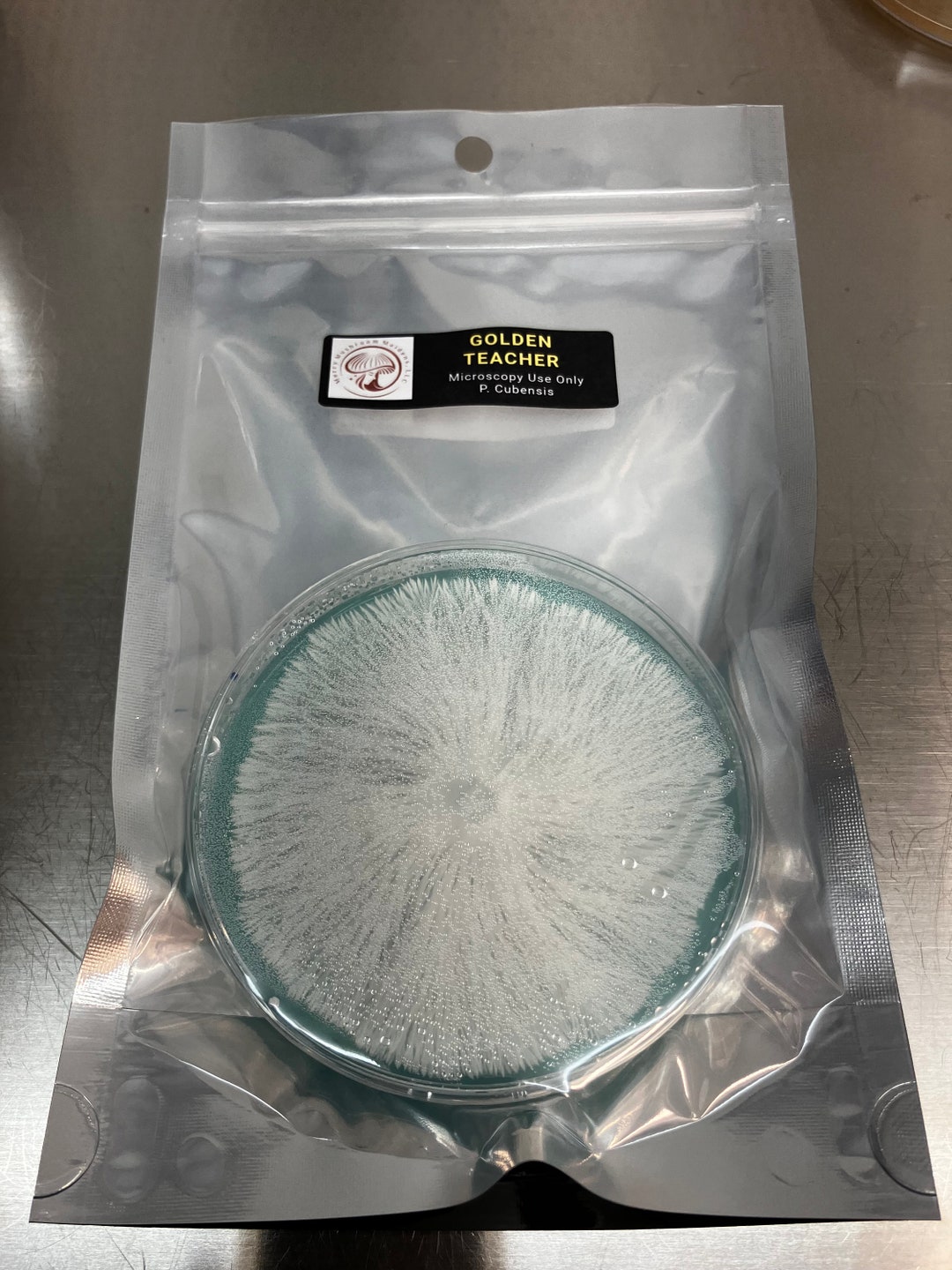 Mycelium Agar Plate Golden Teacher Microscopy Use Only Mushroom Culture ...