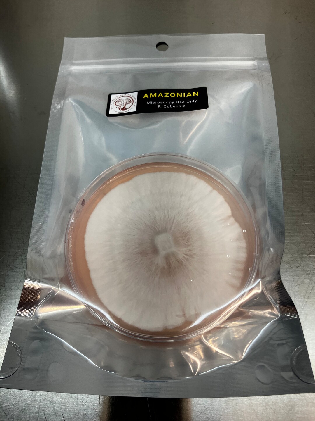 Mycelium Agar Plate Amazonian Microscopy Use Only Mushroom Culture - Etsy