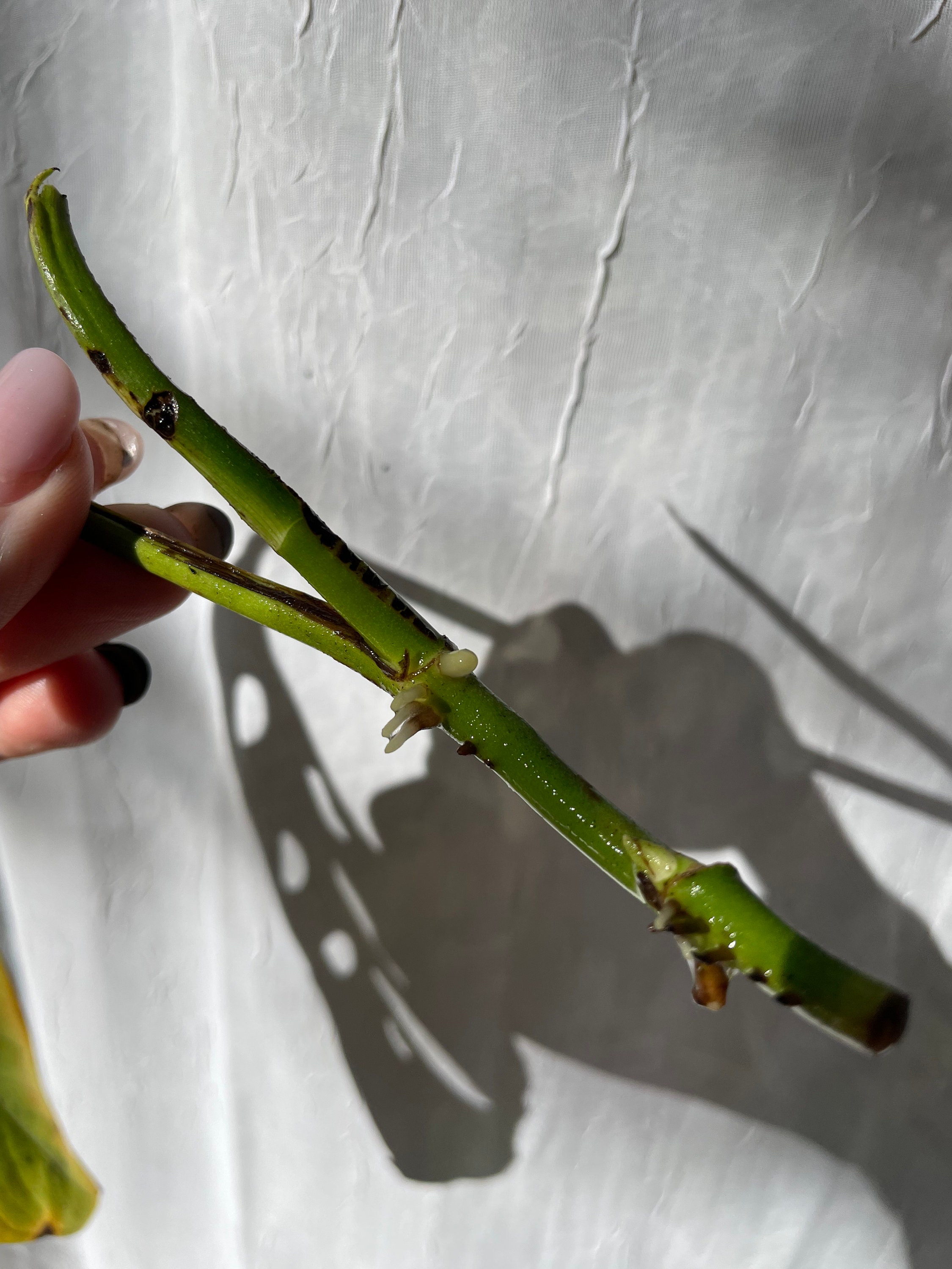 SURPRISE Plant Clipping Bundle 6 Plants Included - Etsy