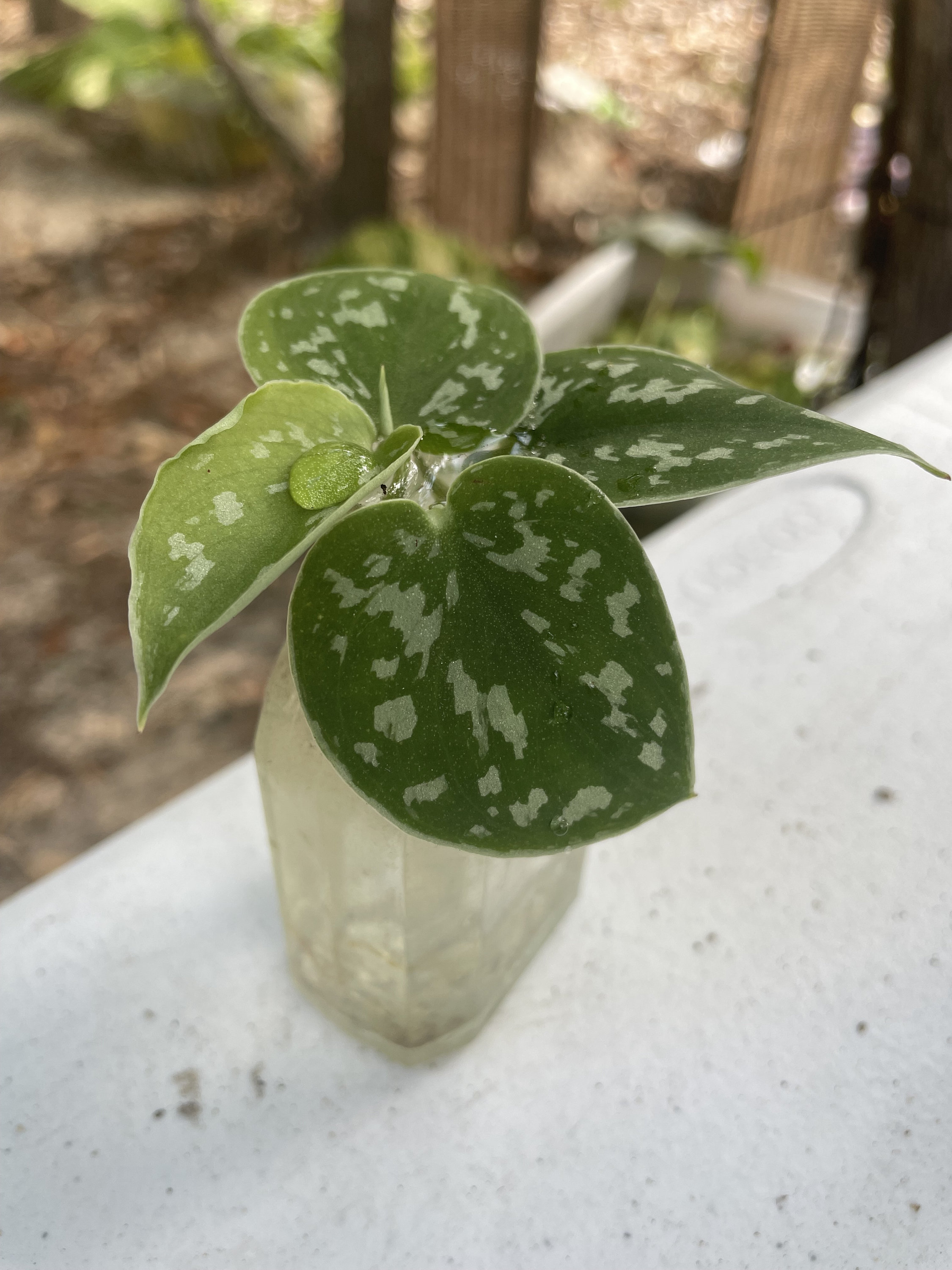 SURPRISE Plant Clipping Bundle 6 Plants Included - Etsy