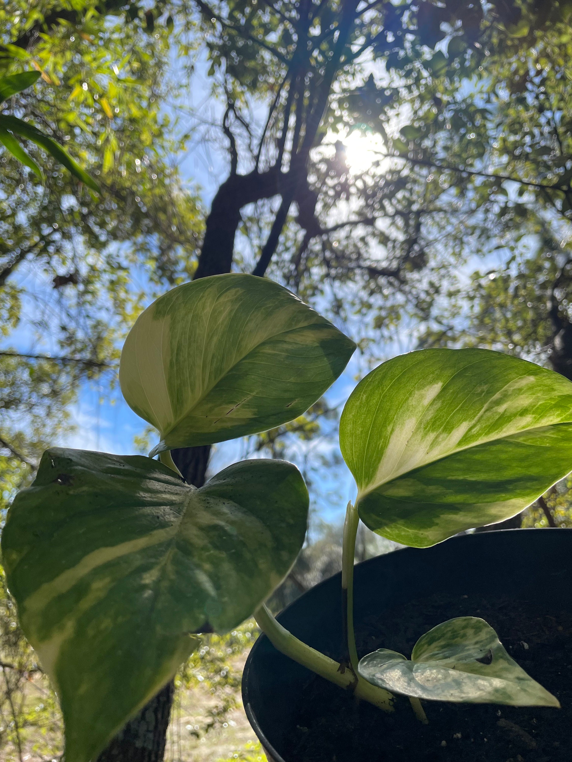 SURPRISE Plant Clipping Bundle 6 Plants Included - Etsy