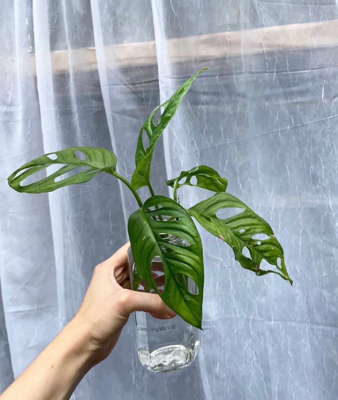 SURPRISE Plant Clipping Bundle 6 Plants Included - Etsy