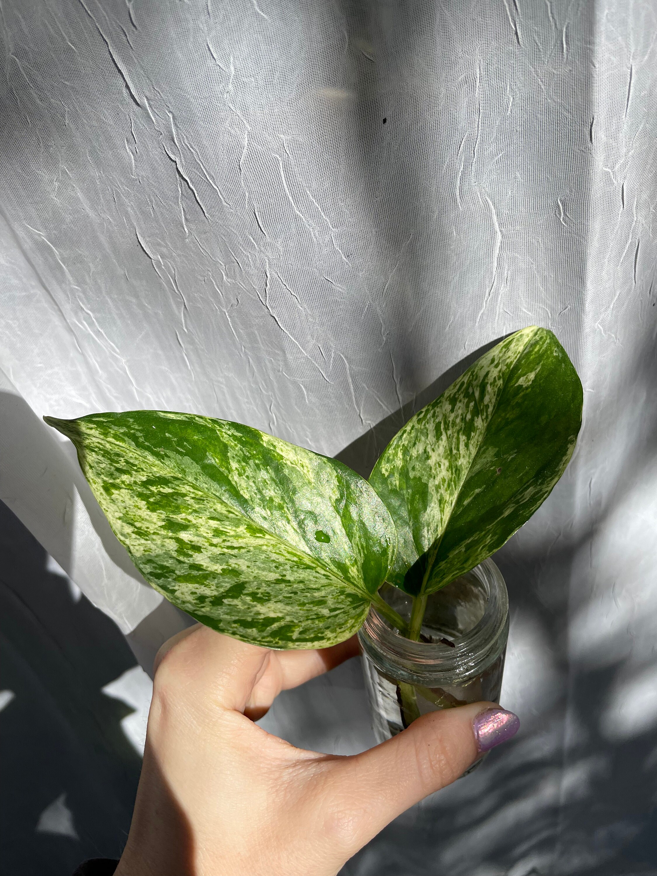 SURPRISE Plant Clipping Bundle 6 Plants Included - Etsy