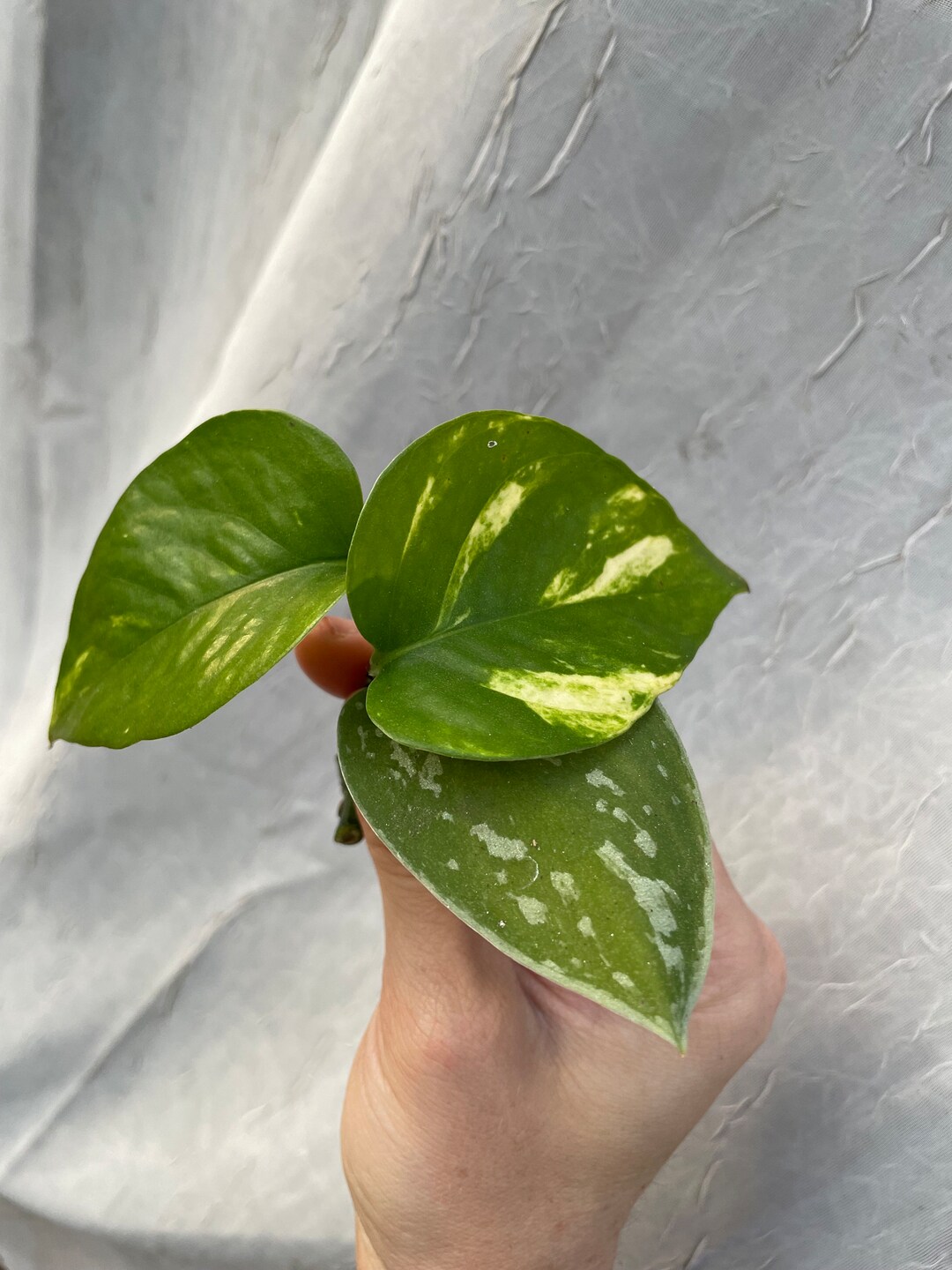 Pothos Clipping Bundle - Etsy