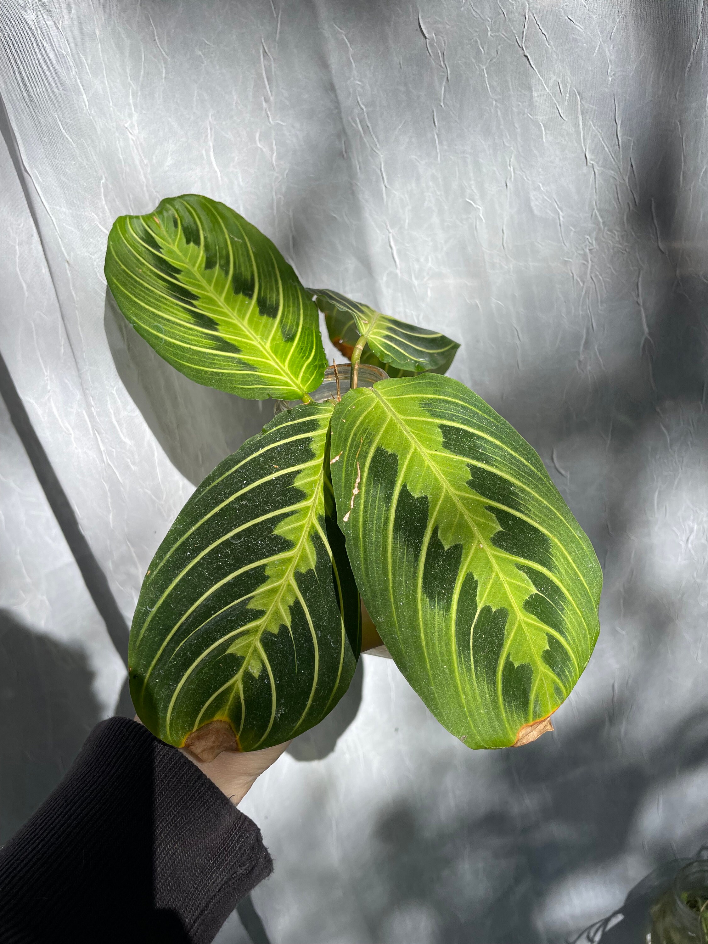 SURPRISE Plant Clipping Bundle 6 Plants Included - Etsy