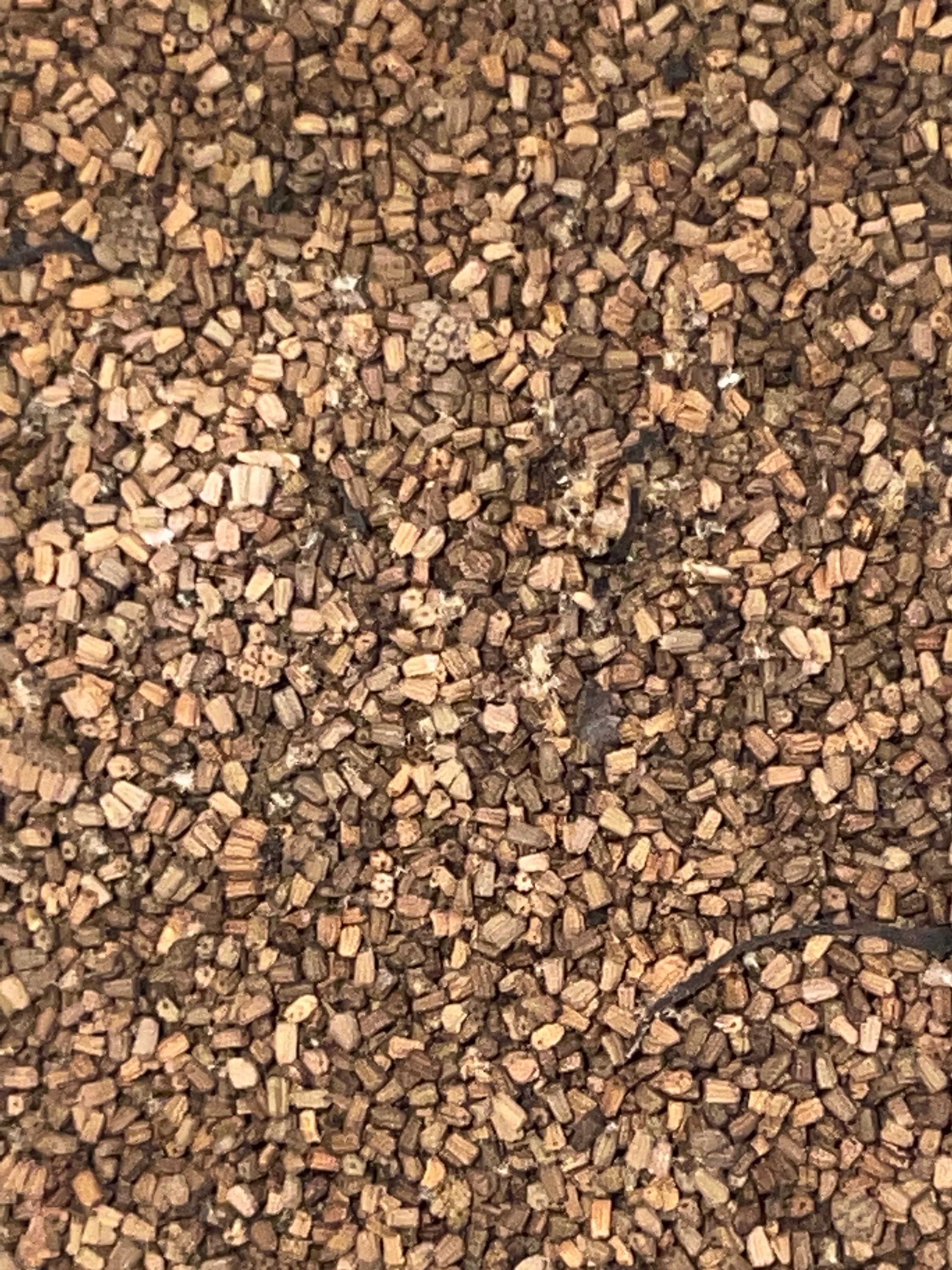 Common Mullein Seeds - Etsy