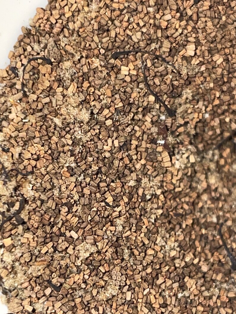 Common Mullein Seeds - Etsy