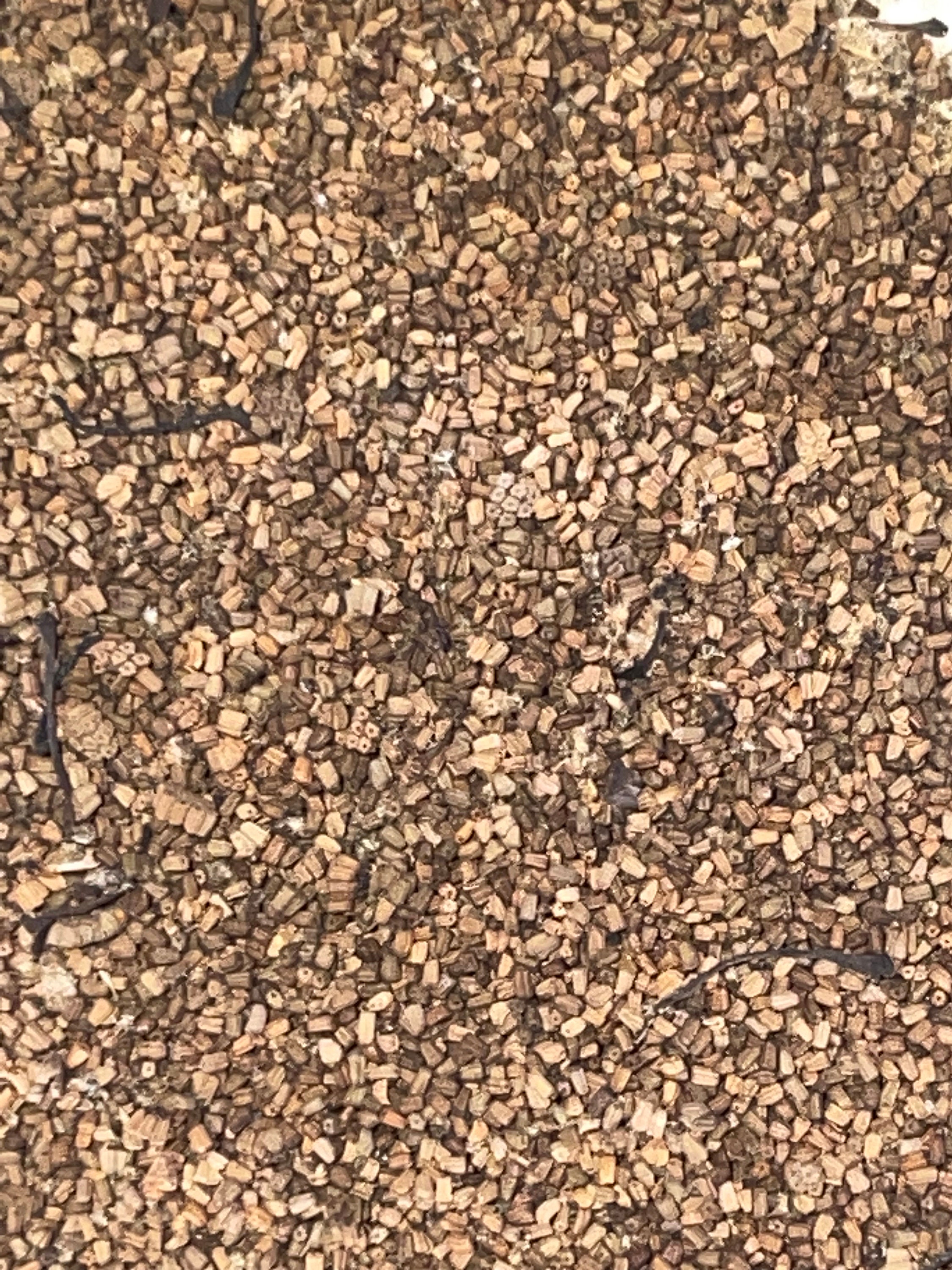 Common Mullein Seeds - Etsy