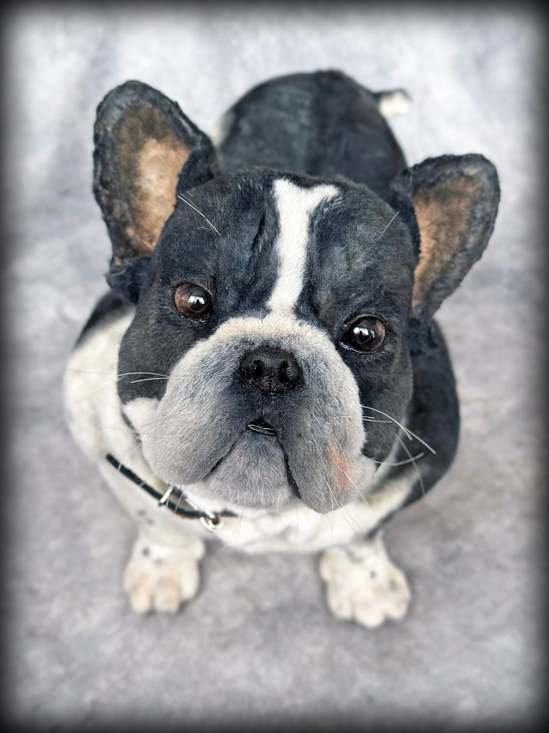 French Bully, Plush Dog, Realistic Animals, Pet Replica, Pet Portrait ...