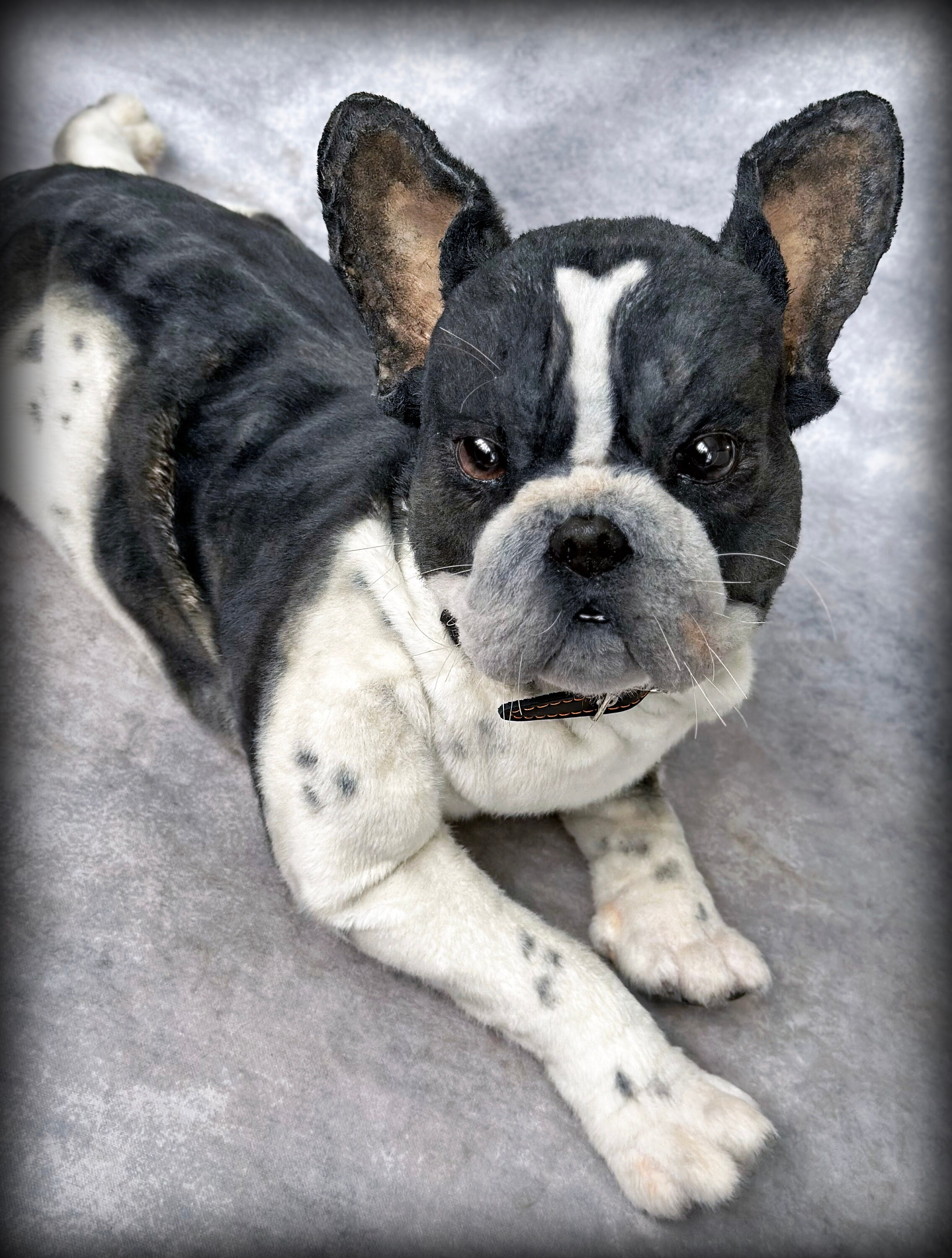 French Bully, Plush Dog, Realistic Animals, Pet Replica, Pet Portrait ...