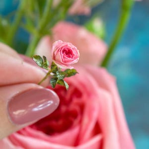 3 TUTORIALS Miniature Austin Rose, Miniature Tea Rose, Miniature ...