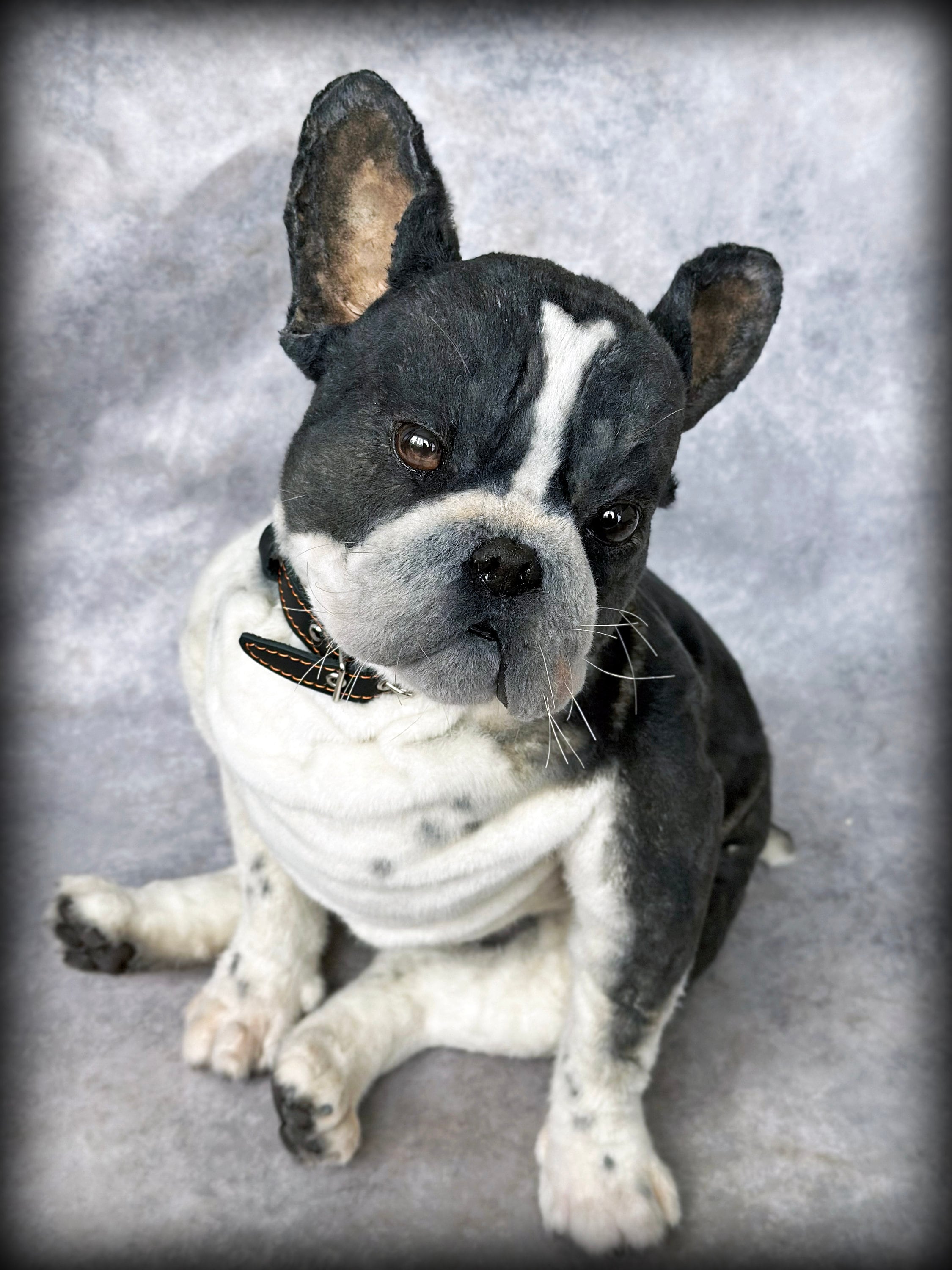 French Bully, Plush Dog, Realistic Animals, Pet Replica, Pet Portrait ...