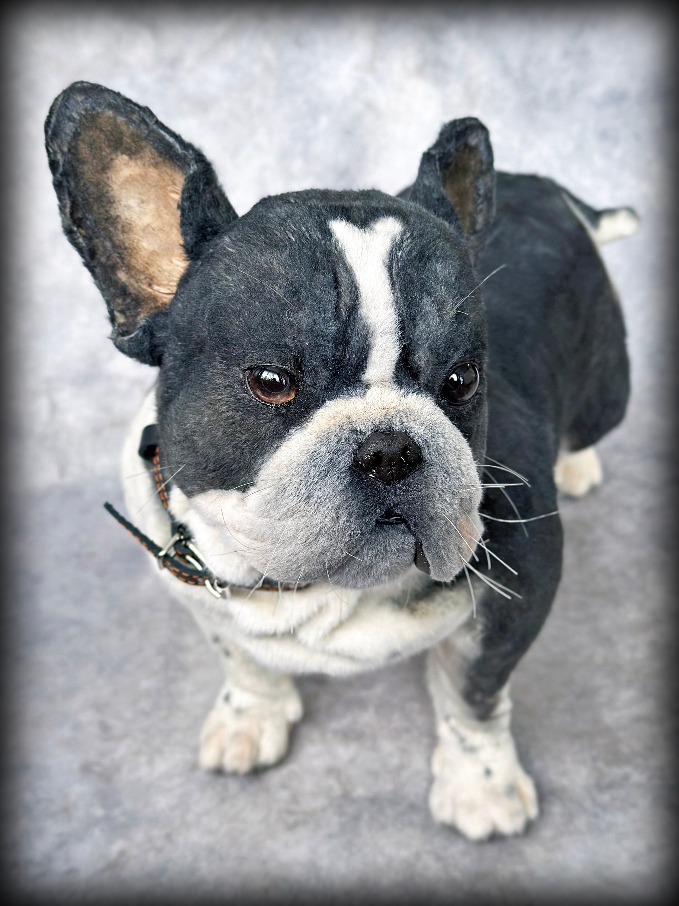 French Bully, Plush Dog, Realistic Animals, Pet Replica, Pet Portrait ...