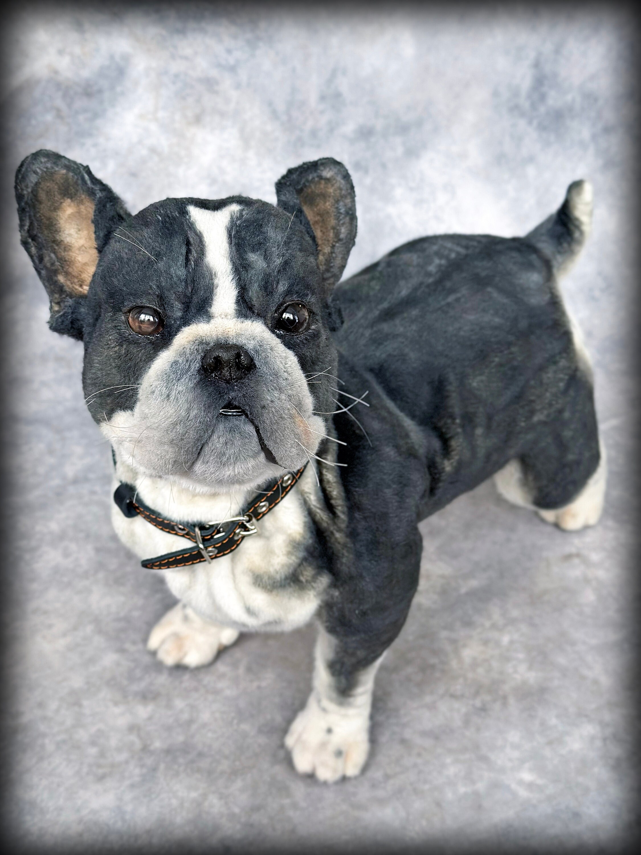 French Bully, Plush Dog, Realistic Animals, Pet Replica, Pet Portrait ...