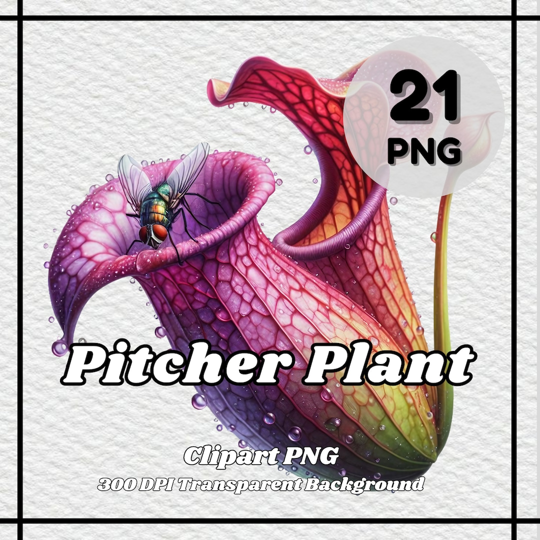 Pitcher Plant PNG - 21 Pitcher Plant Clipart - PNG Files, Transparent ...