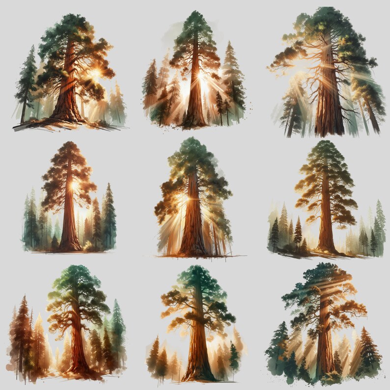 Redwood Tree PNG - 21 Redwood Tree Clipart - PNG Files, Transparent ...