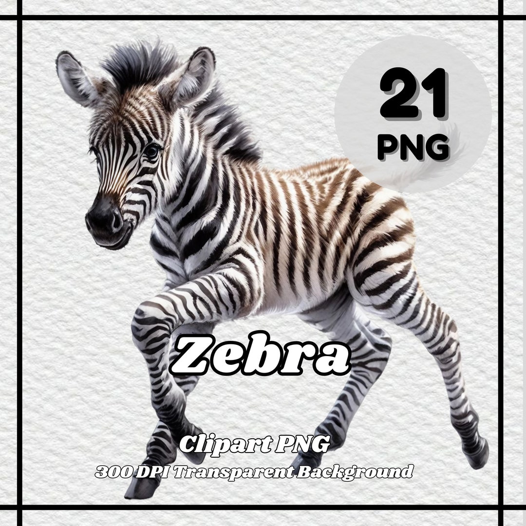 Zebra PNG - 21 Zebra Clipart - PNG Files, Transparent Background, 300 ...