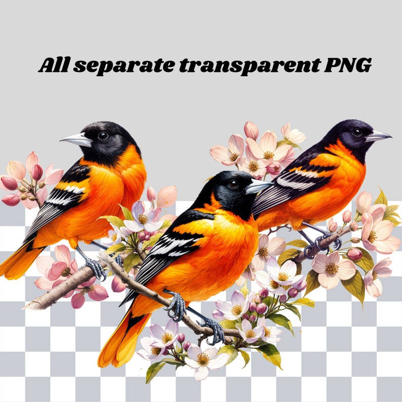 Oriole PNG - 21 Oriole Clipart - PNG Files, Transparent Background, 300 ...