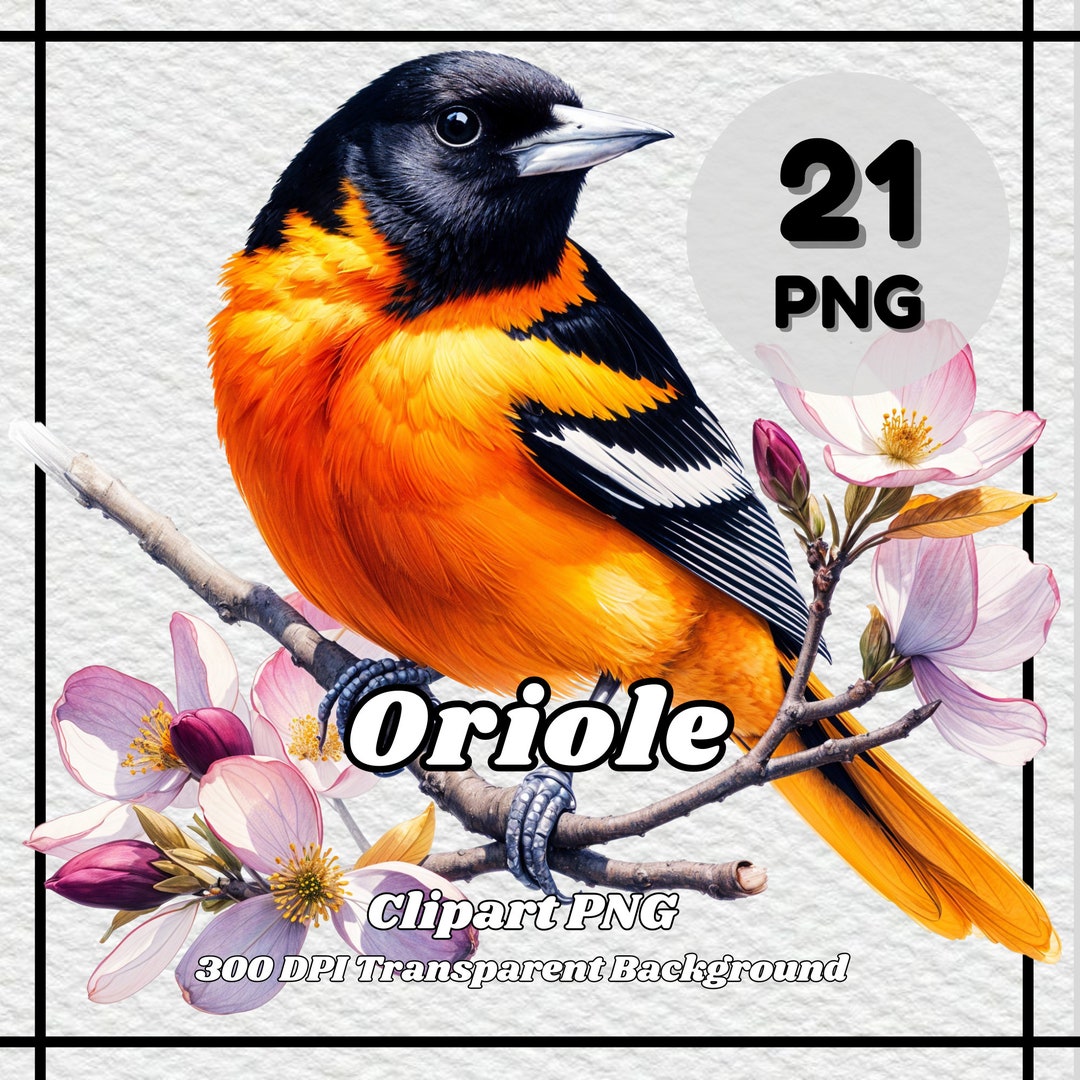 Oriole PNG - 21 Oriole Clipart - PNG Files, Transparent Background, 300 ...