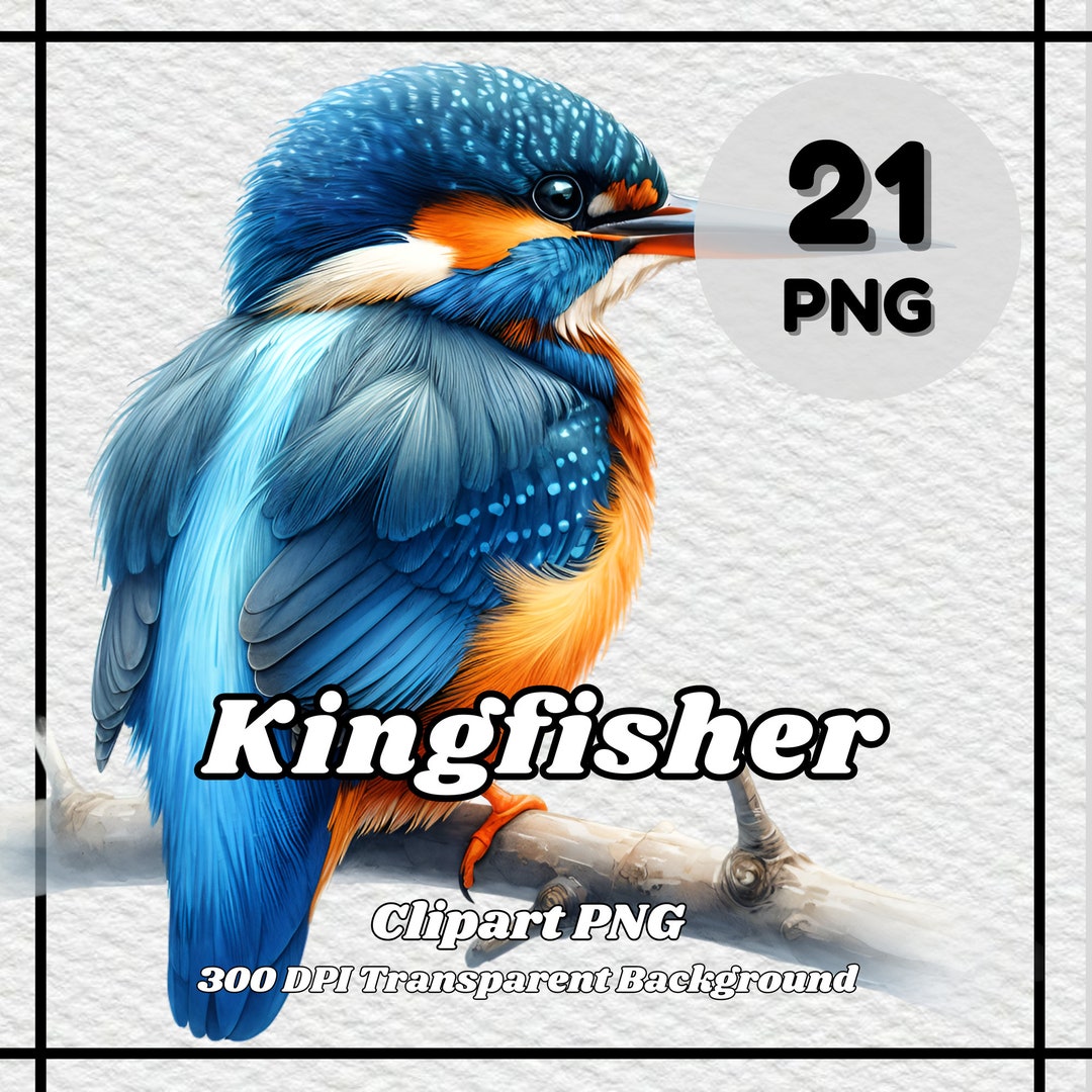 Kingfisher PNG - 21 Kingfisher Clipart - PNG Files, Transparent ...