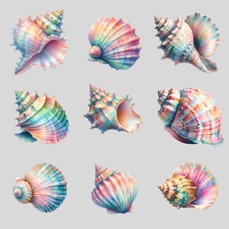 Seashell PNG 21 Seashell Clipart PNG Files, Transparent Background, 300 ...