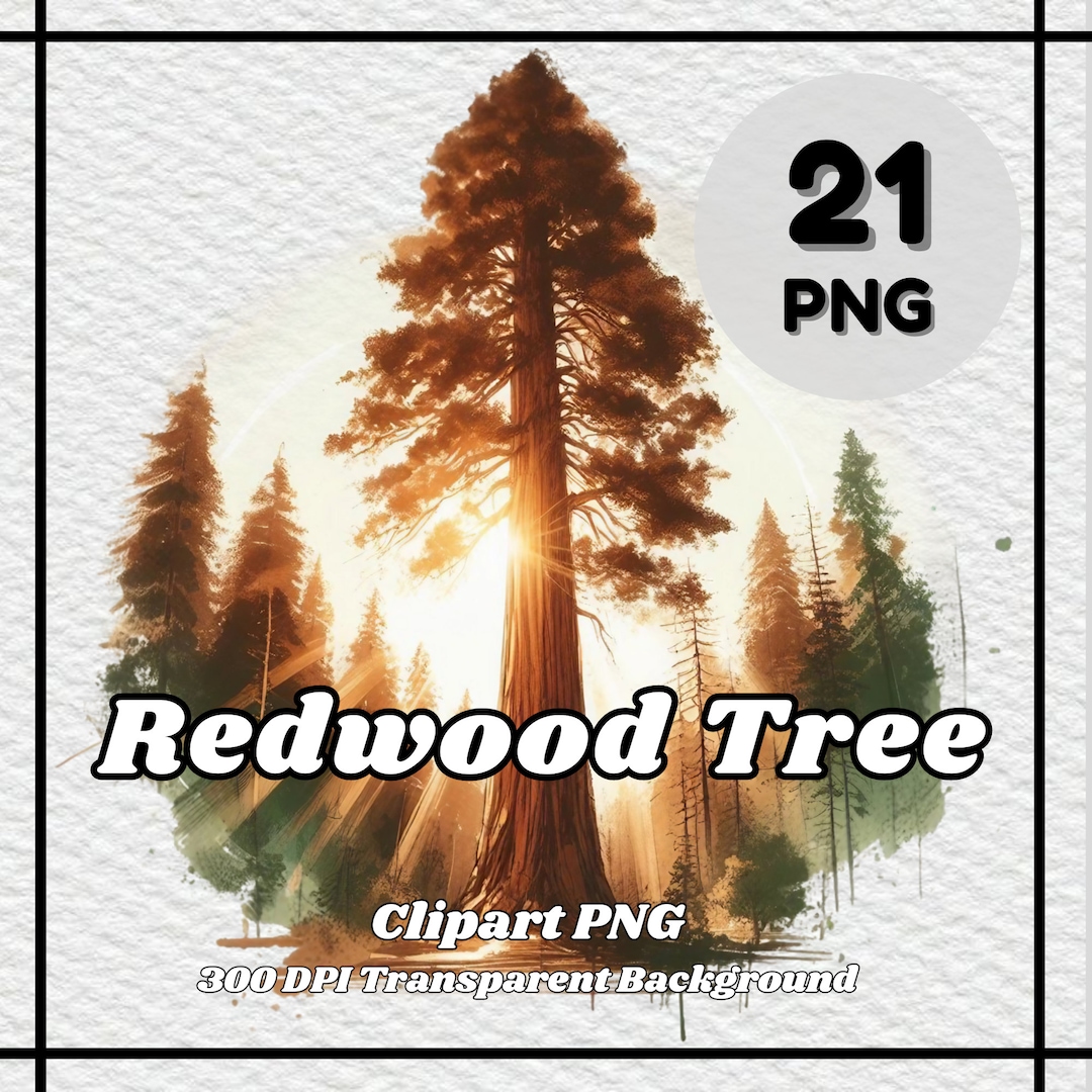 Redwood Tree PNG - 21 Redwood Tree Clipart - PNG Files, Transparent ...