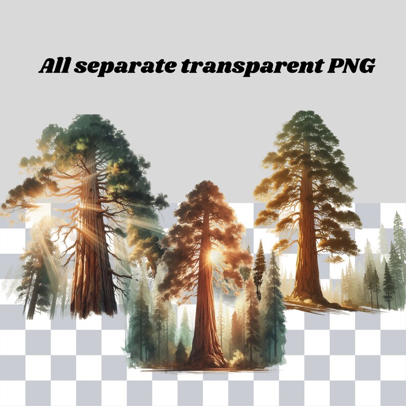 Redwood Tree PNG - 21 Redwood Tree Clipart - PNG Files, Transparent ...