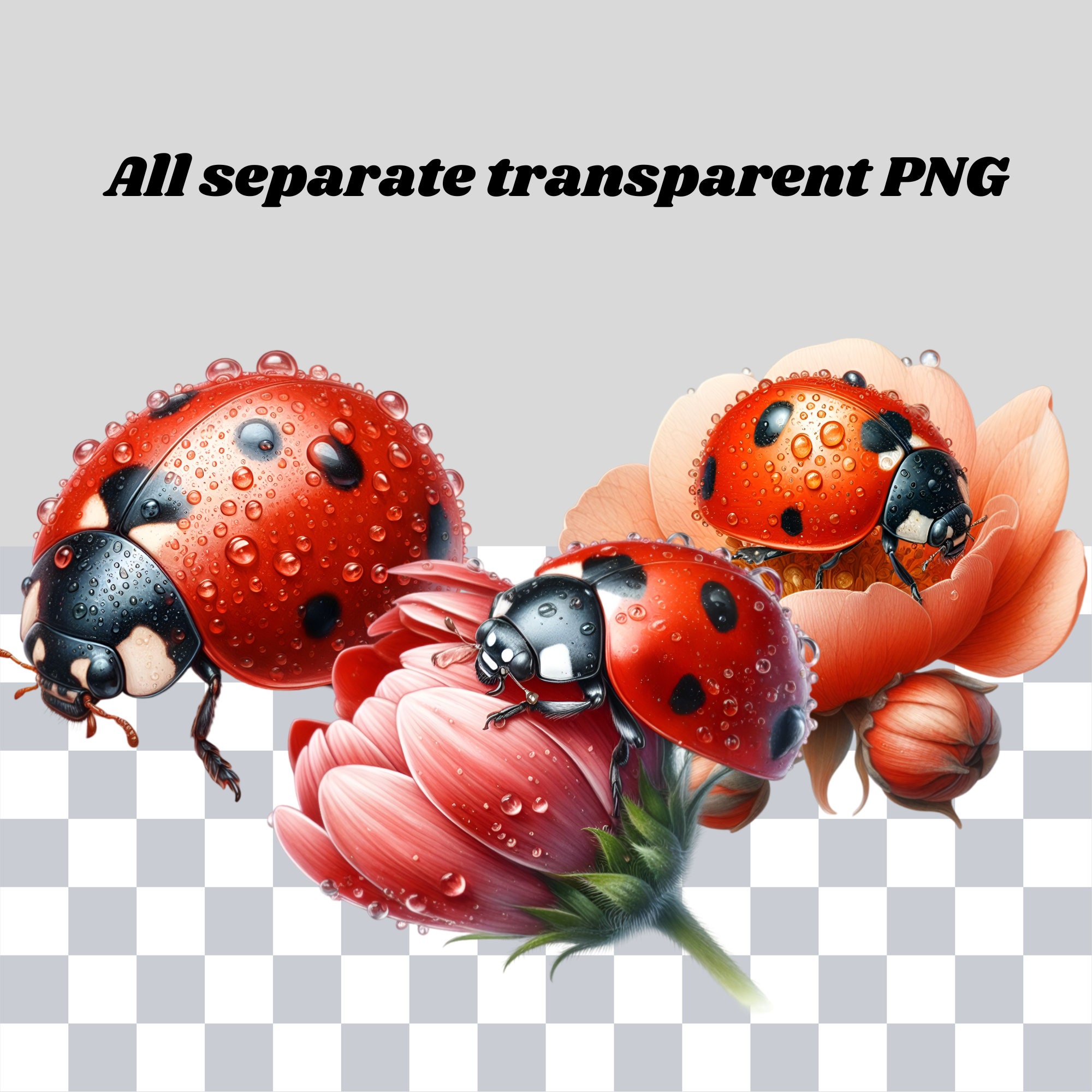 Ladybug PNG 21 Ladybug Clipart PNG Files, Transparent Background, 300 ...