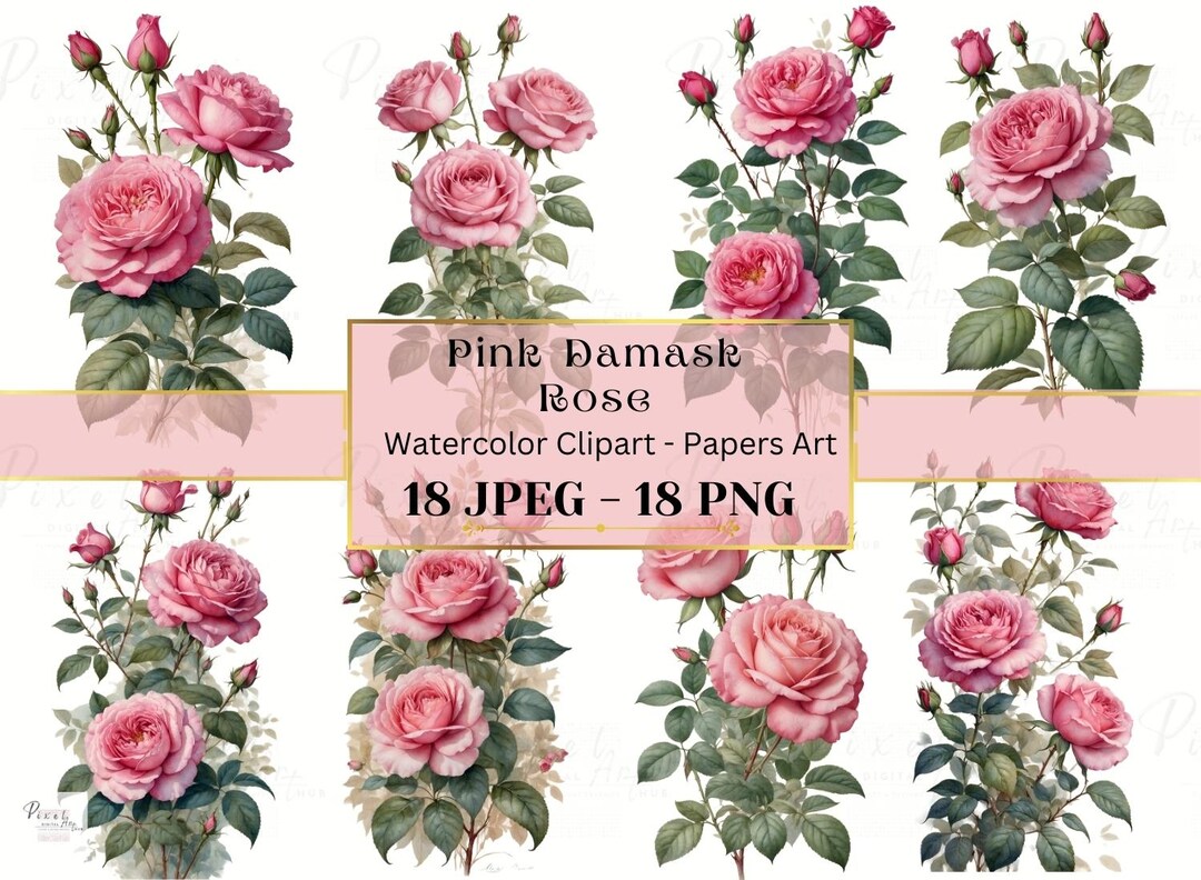 Watercolor Pink Roses Clipart: Floral PNG & JPEG Files (digital ...