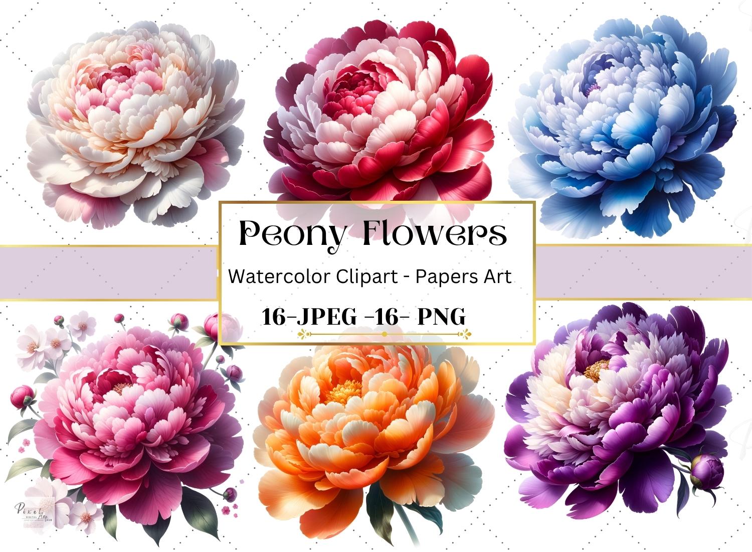 Watercolor Peony Clipart: Floral PNG & JPEG Files, Commercial Use ...