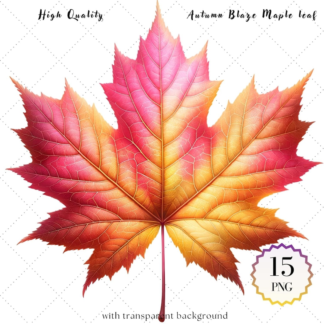 Watercolor Autumn Maple Leaf Clipart: Fall Colors (digital Download) - Etsy