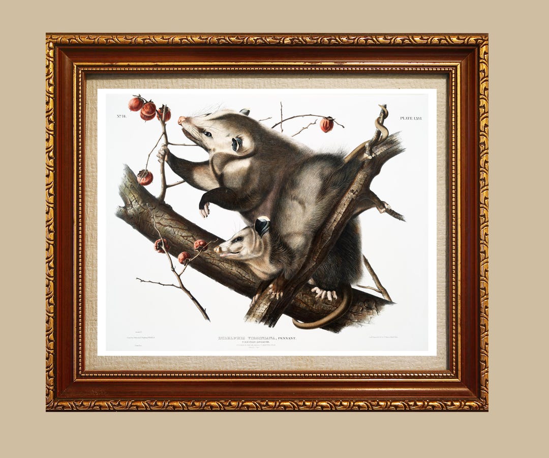 Virginia Opossum Fine Art Poster: Hand-drawn Nature Wall Art - Etsy