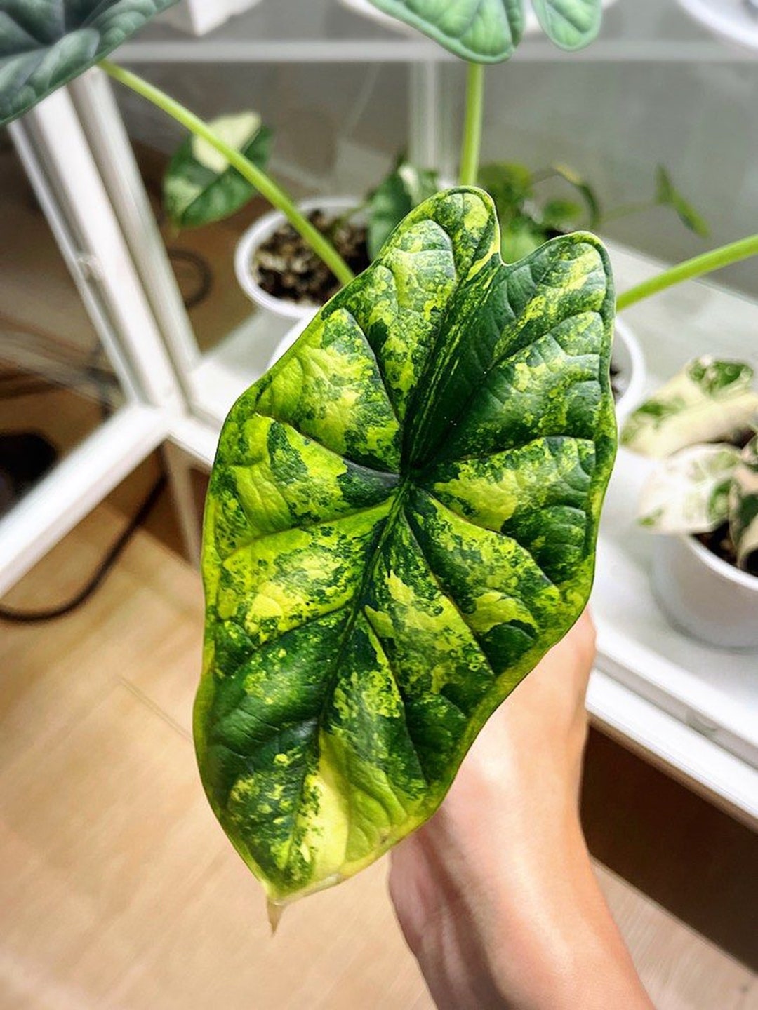 Alocasia Dragon Scale Aurea Variegated Corms With Free Phyto ...