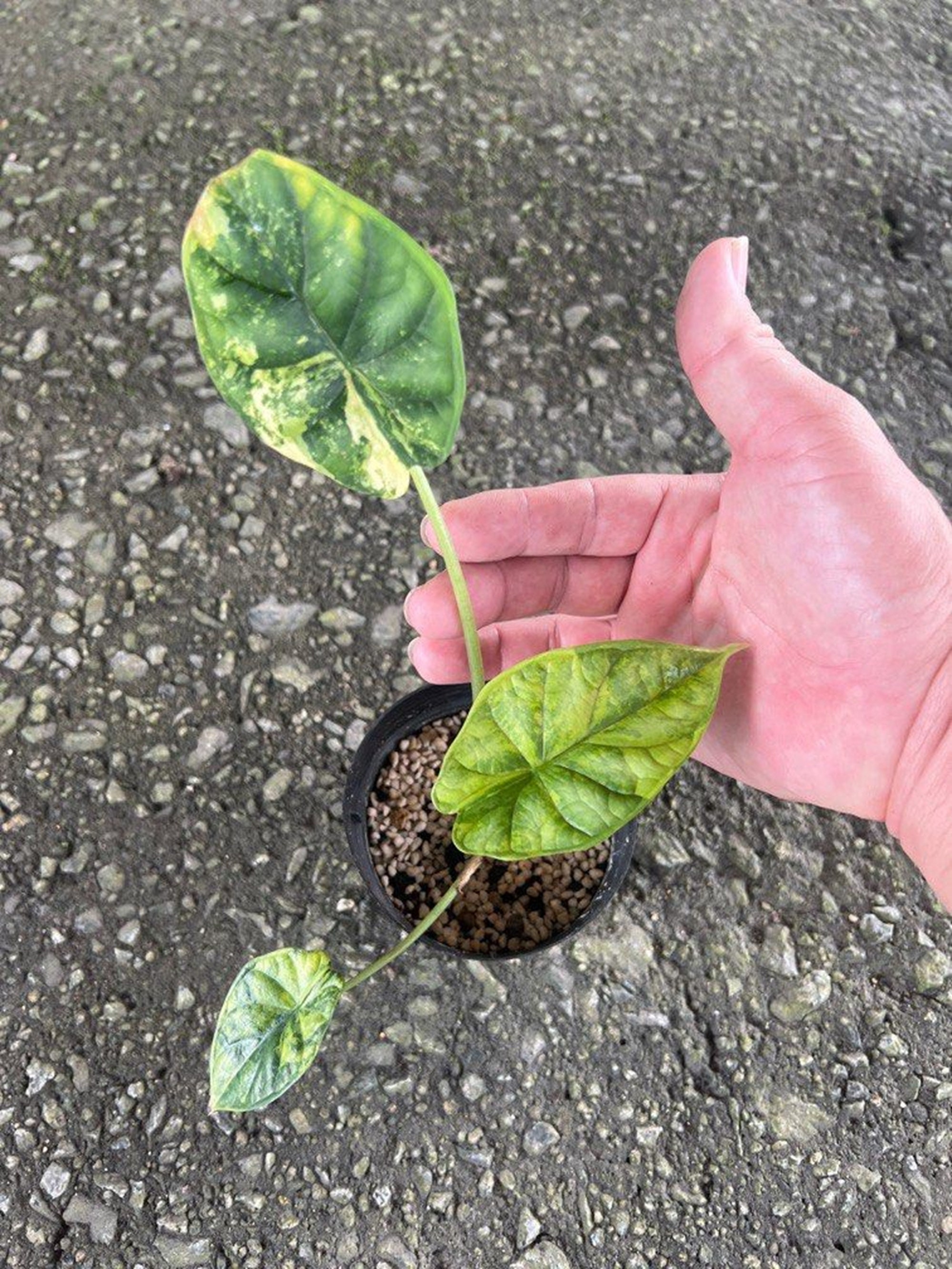 Alocasia Dragon Scale Aurea Variegated Corms With Free Phyto ...