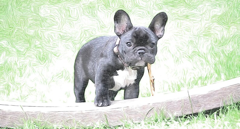 Custom Digital Colored Pencil Drawing, Art, Gift for Anyone, Any Photo ...
