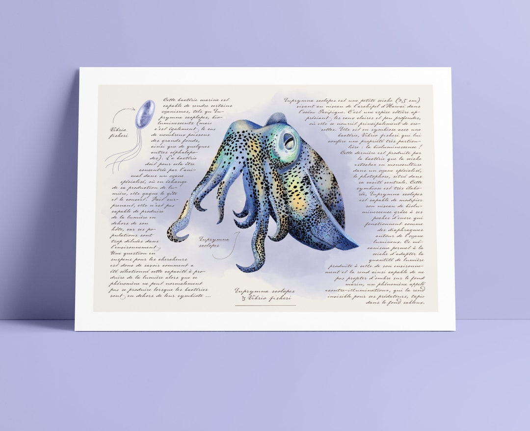 Watercolor Illustration: Euprymna Scolopes, the Cuttlefish That Glows ...