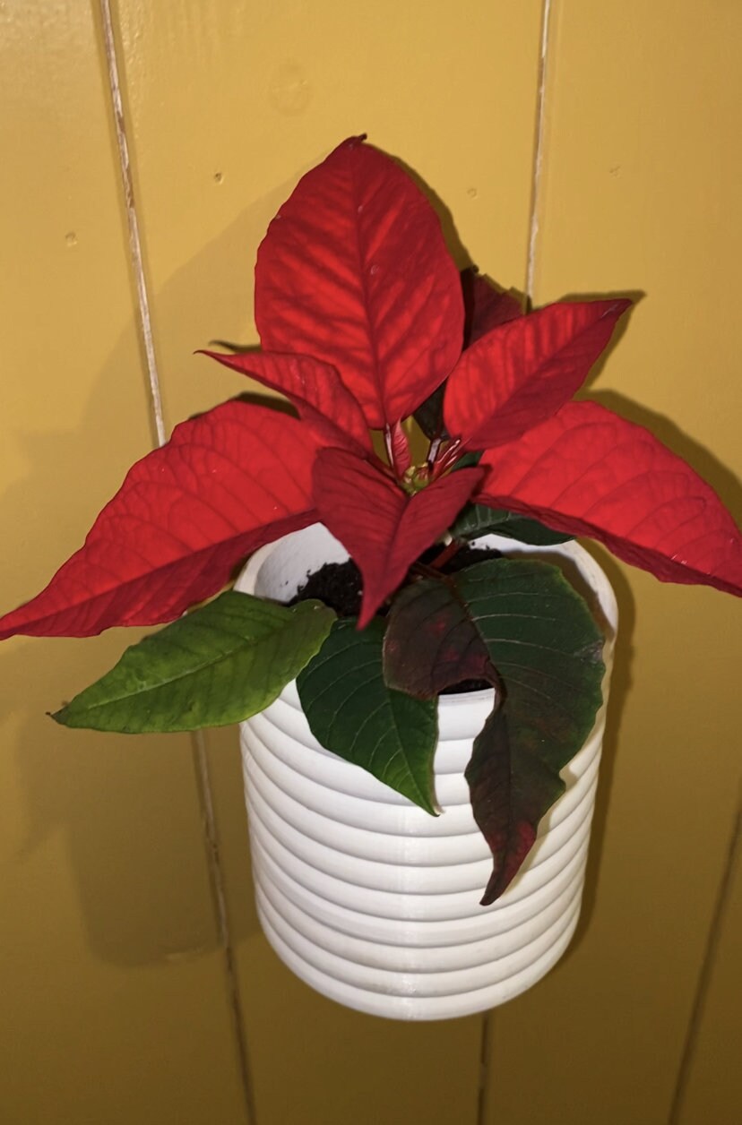 3D Printed Wall Mounted Poppy Planter With Hidden Drip Tray, Eco ...