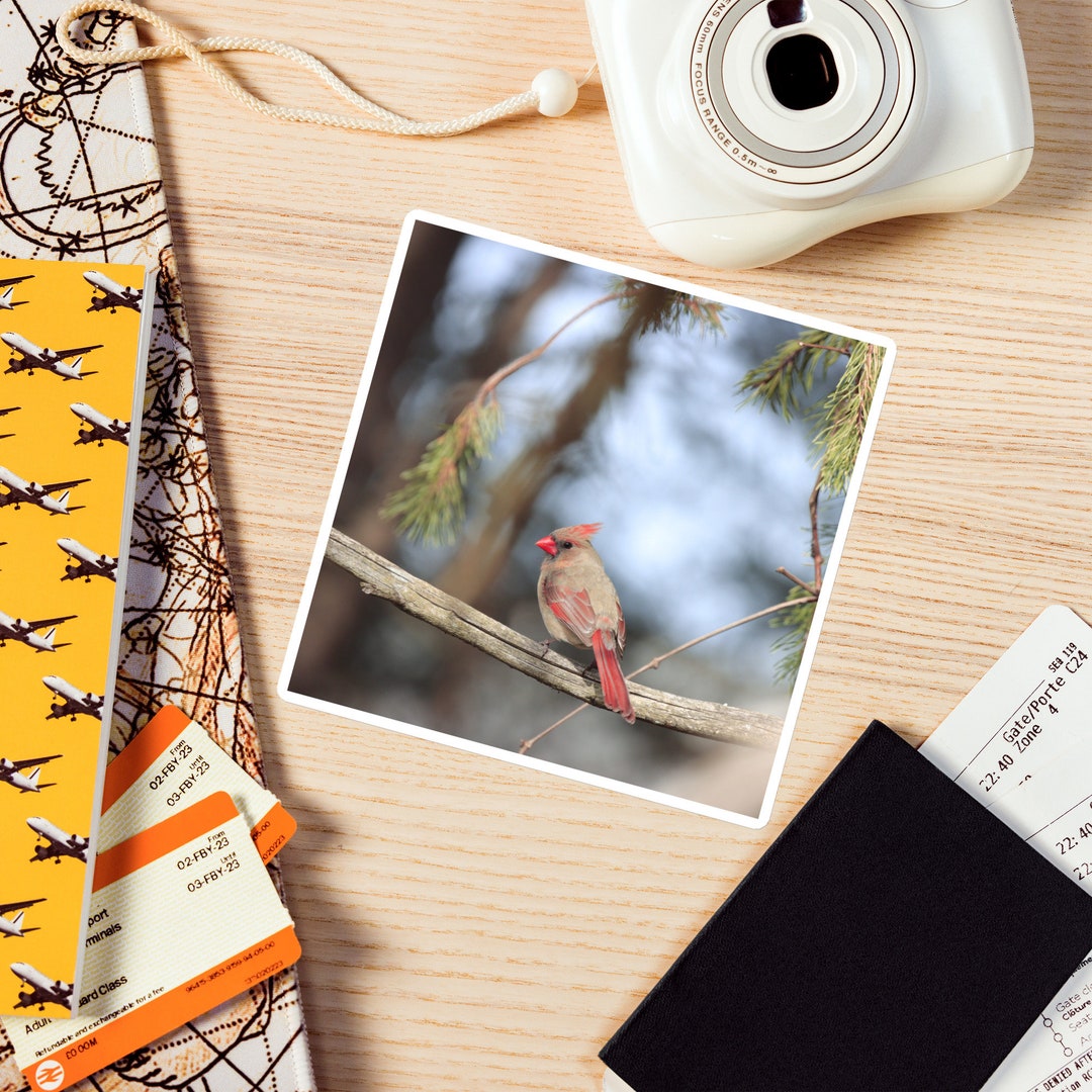 Magnet Northern Cardinal Songbird Wildlife Animal Female Orange Brown ...