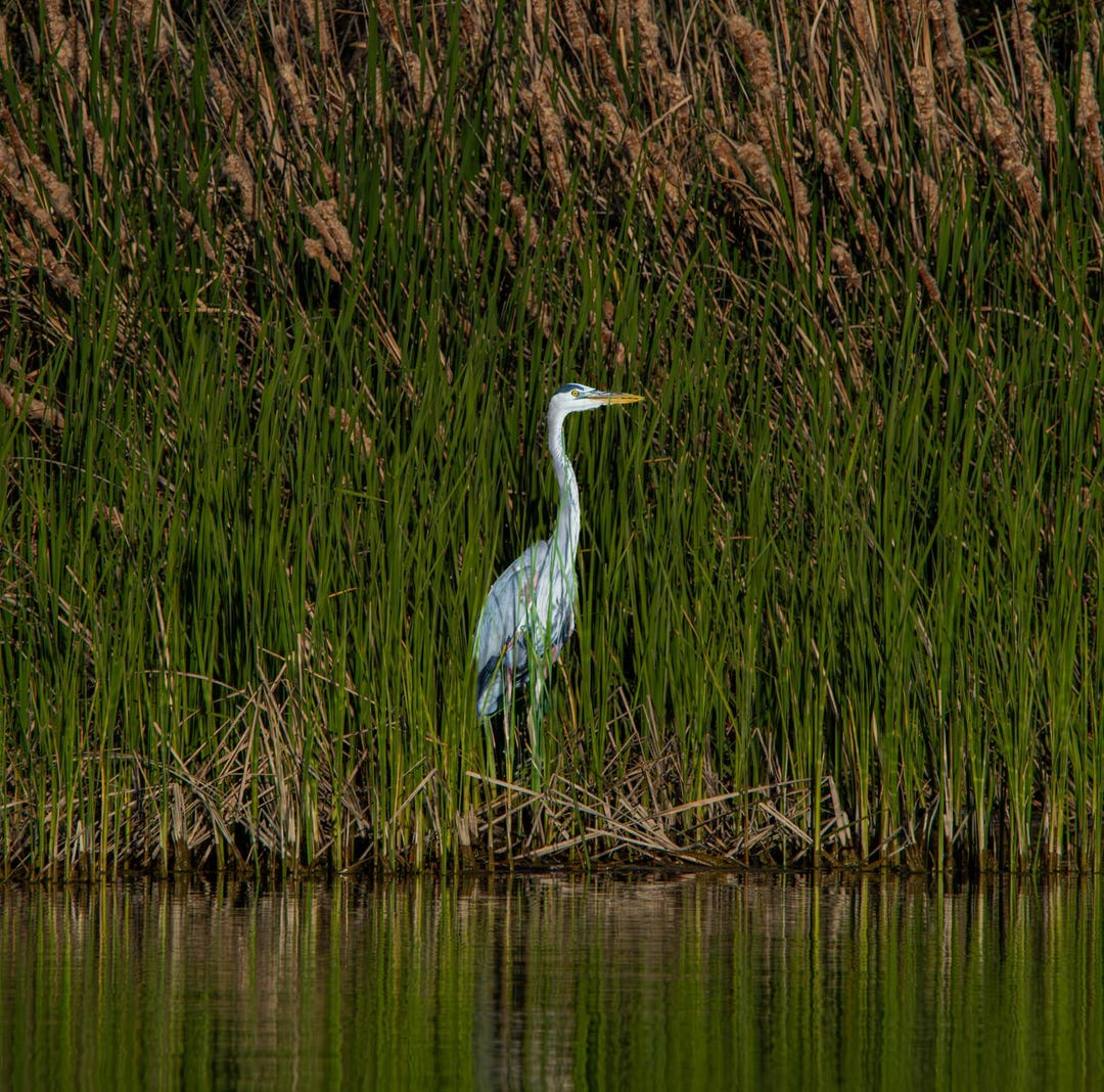 Great Blue Heron Hiding in the Reeds - Etsy