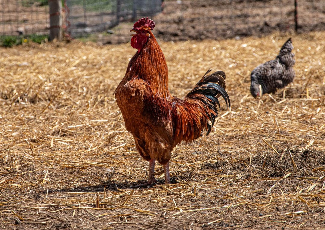 King of the Barnyard: Crowing Red Rooster Print - Etsy