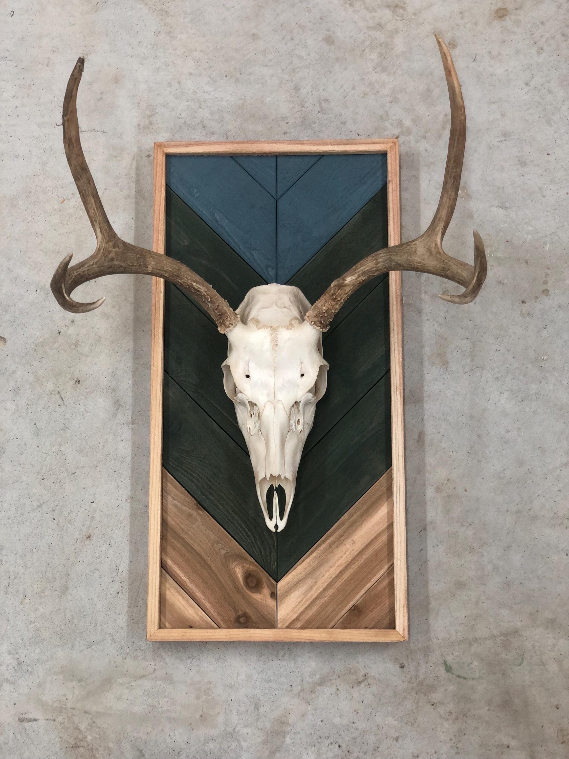 The Mallard European Skull Display - Etsy